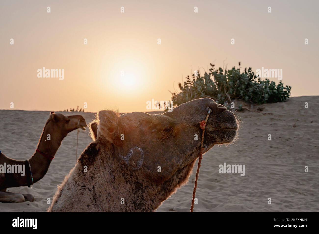 Sun rising at the horizon of Thar desert, Rajasthan, India. Dromedary ...