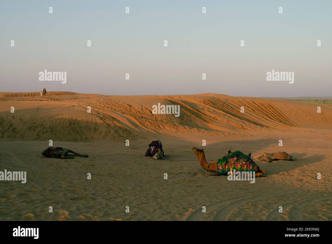 Thar desert, Rajasthan, India. Dromedary, dromedary camels, Arabian camels, or one-humped camels ...