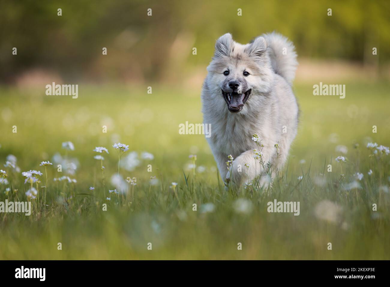 eurasian dog puppy Stock Photo - Alamy