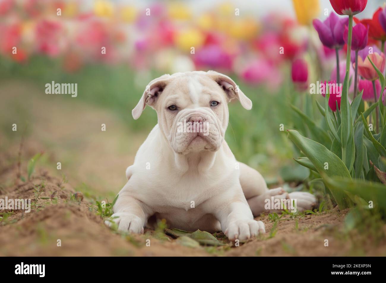 New English Bulldog Puppy Stock Photo - Alamy