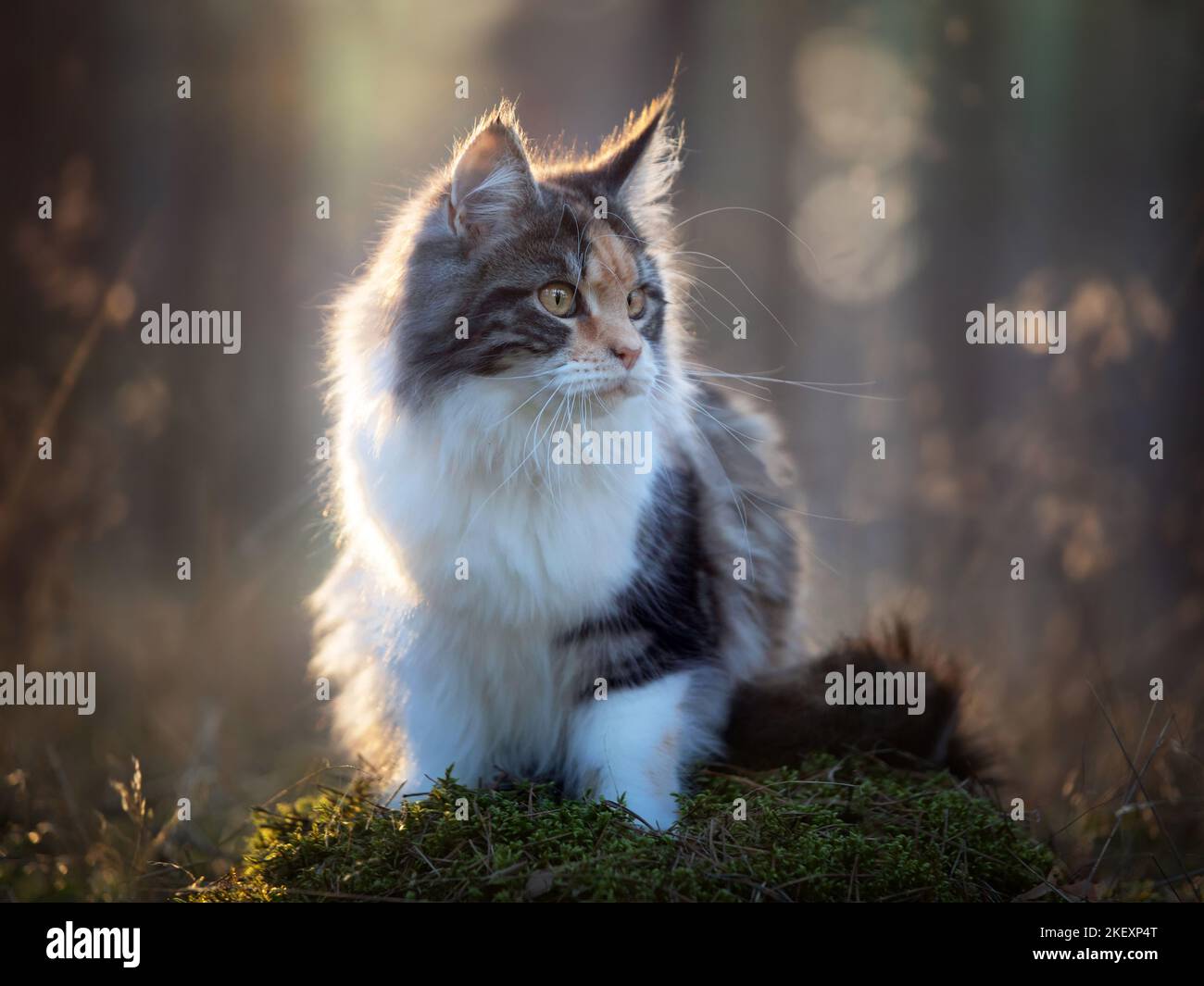 sitting Maine Coon Stock Photo - Alamy