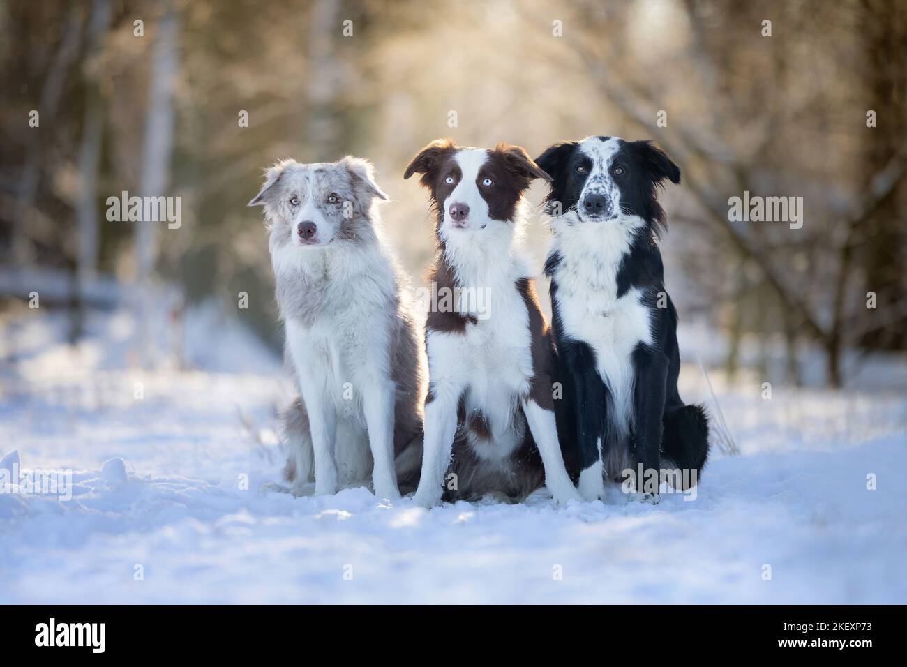 3 Border Collie Stock Photo - Alamy