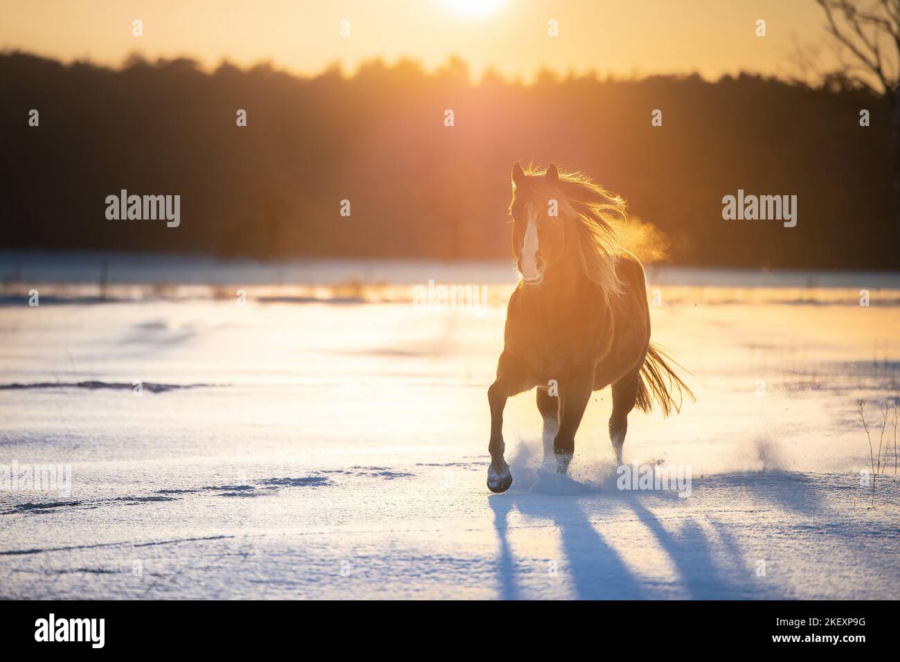 Horses galloping mist hi-res stock photography and images - Alamy