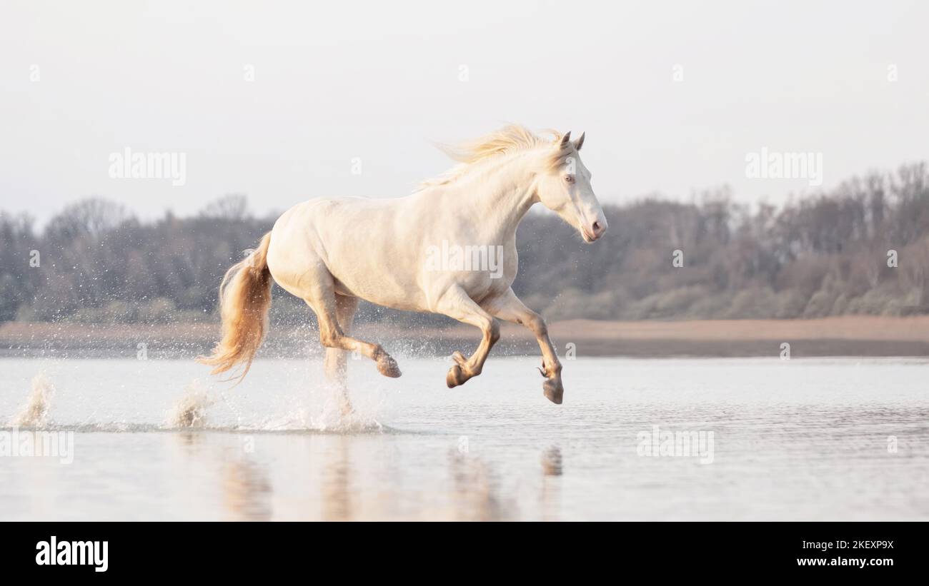 galloping Welsh Cob Stock Photo - Alamy