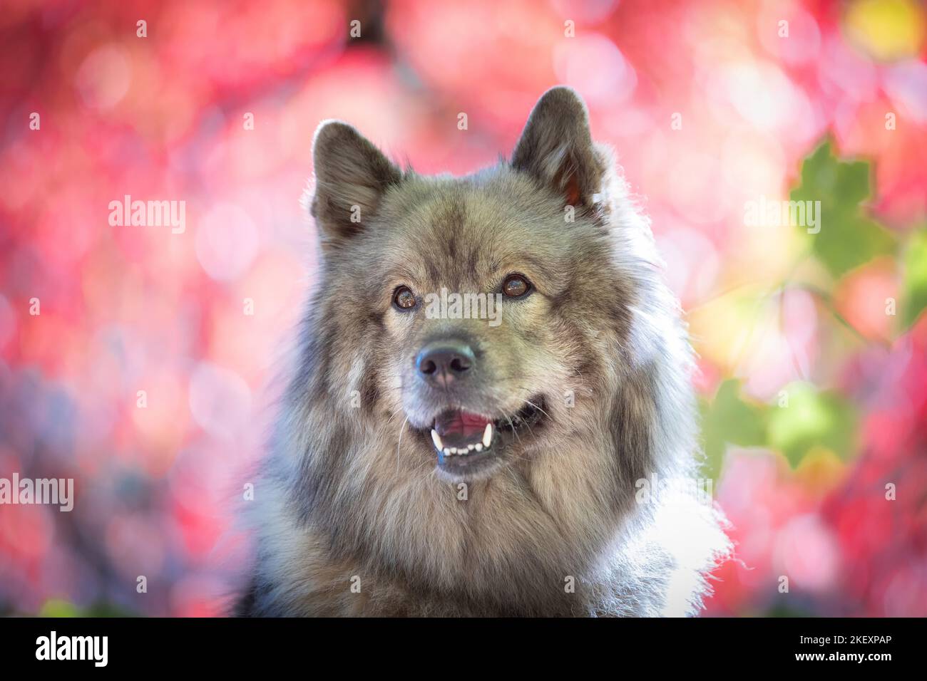 eurasian dog portrait Stock Photo - Alamy