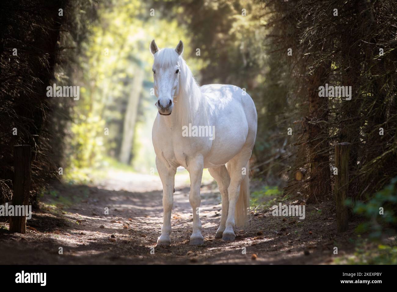 Pony path trail hi-res stock photography and images - Alamy