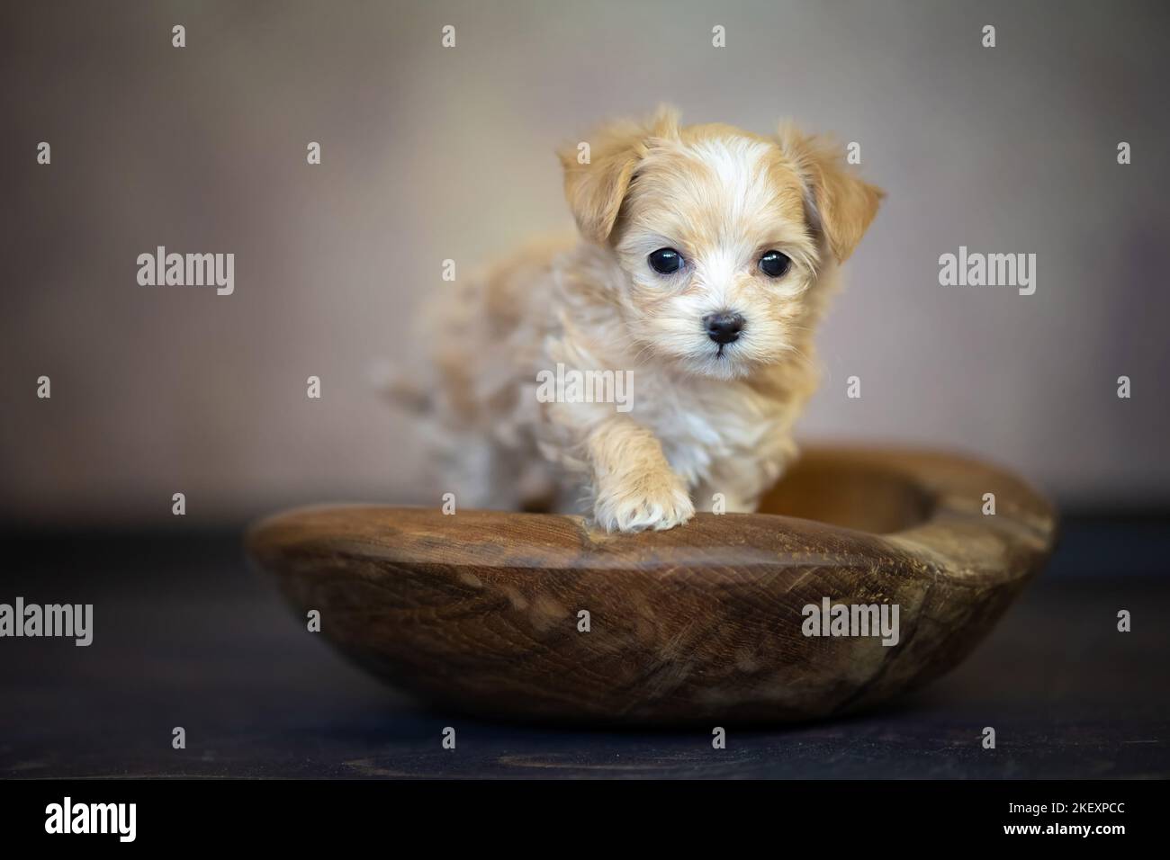 Bolonka zwetna Puppy Stock Photo - Alamy