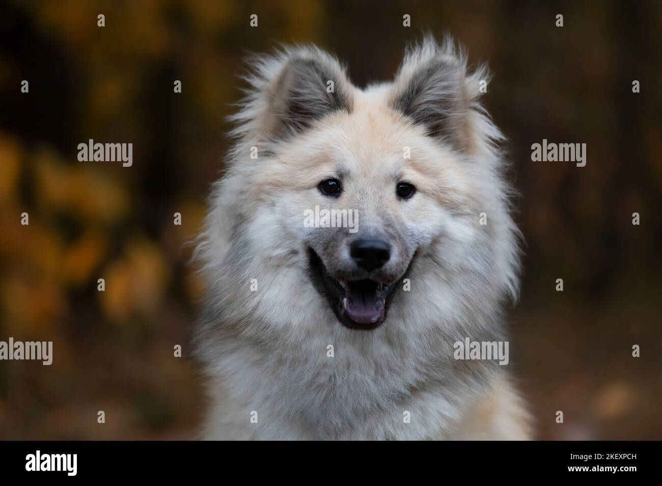 eurasian dog portrait Stock Photo - Alamy
