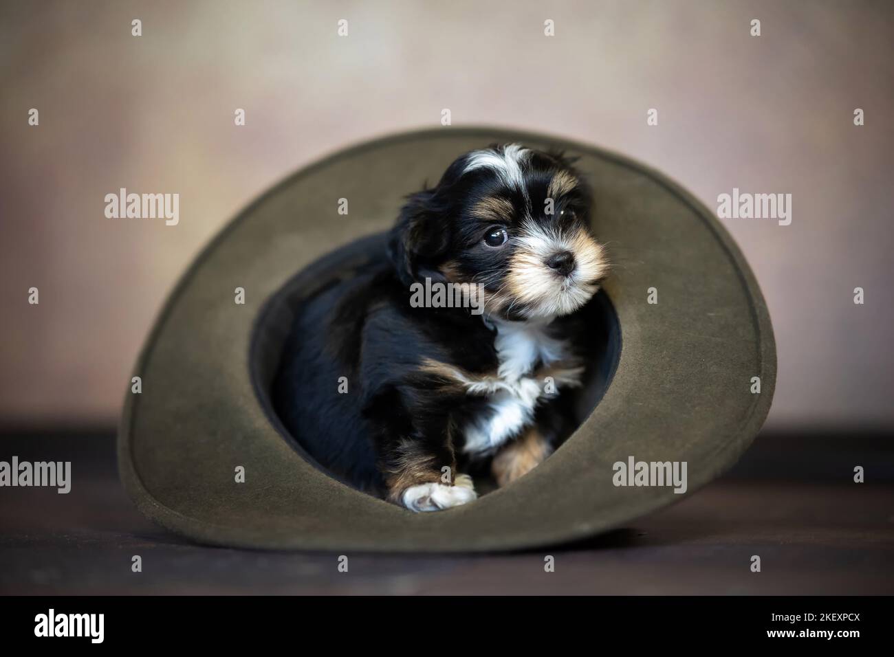 Bolonka zwetna Puppy Stock Photo - Alamy