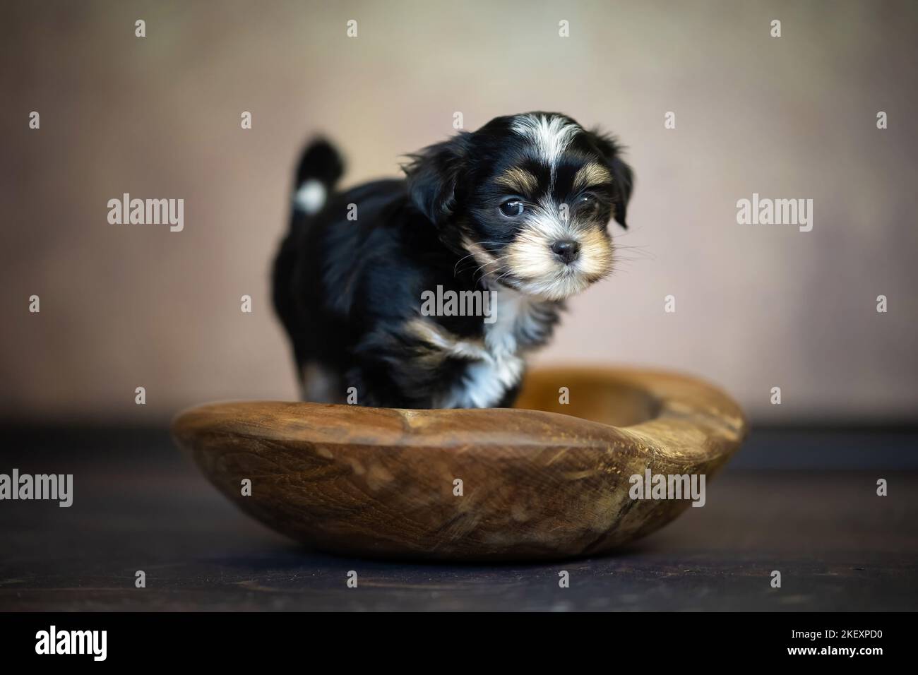 Bolonka zwetna Puppy Stock Photo - Alamy