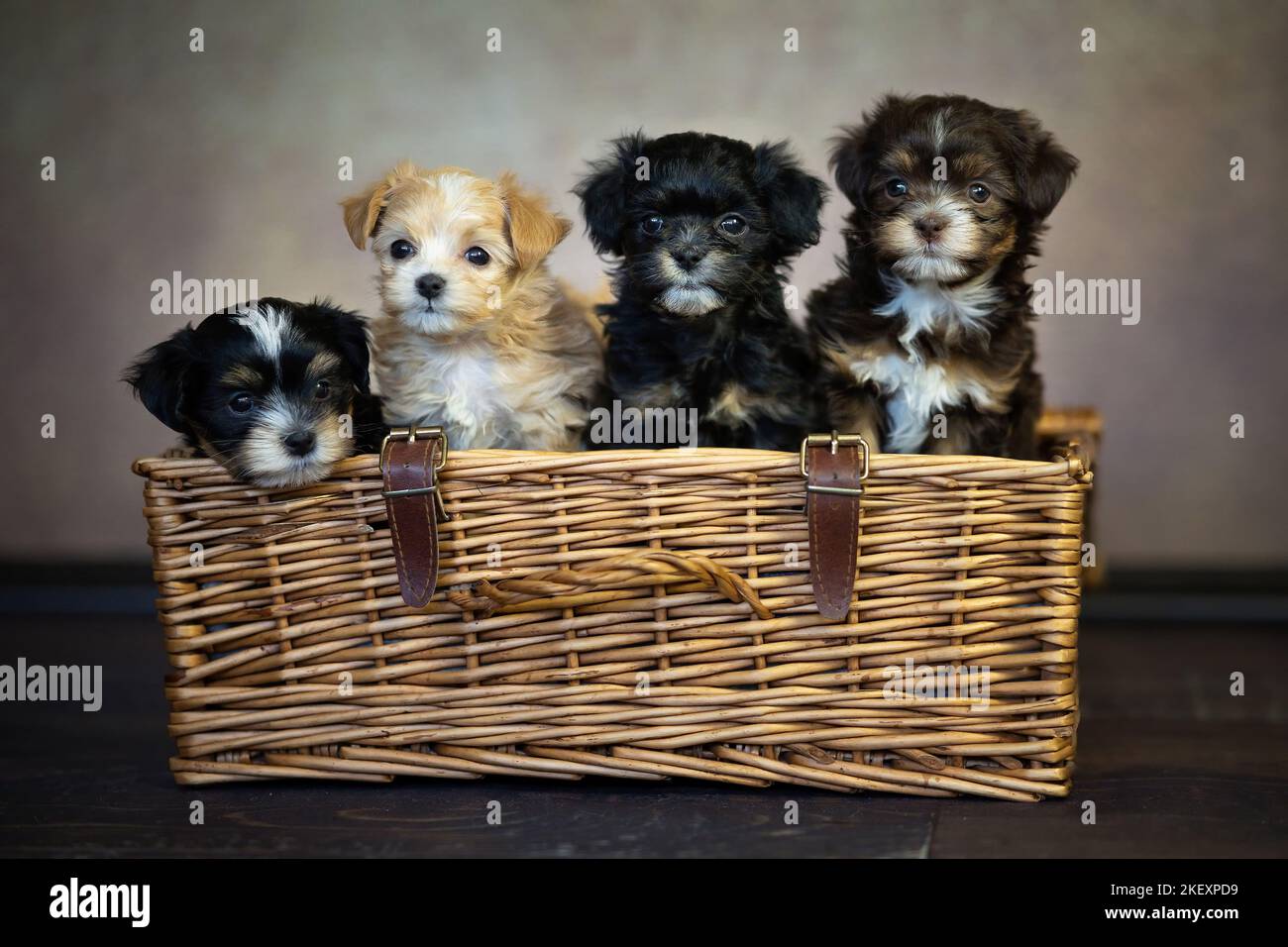 Bolonka zwetna Puppies Stock Photo - Alamy
