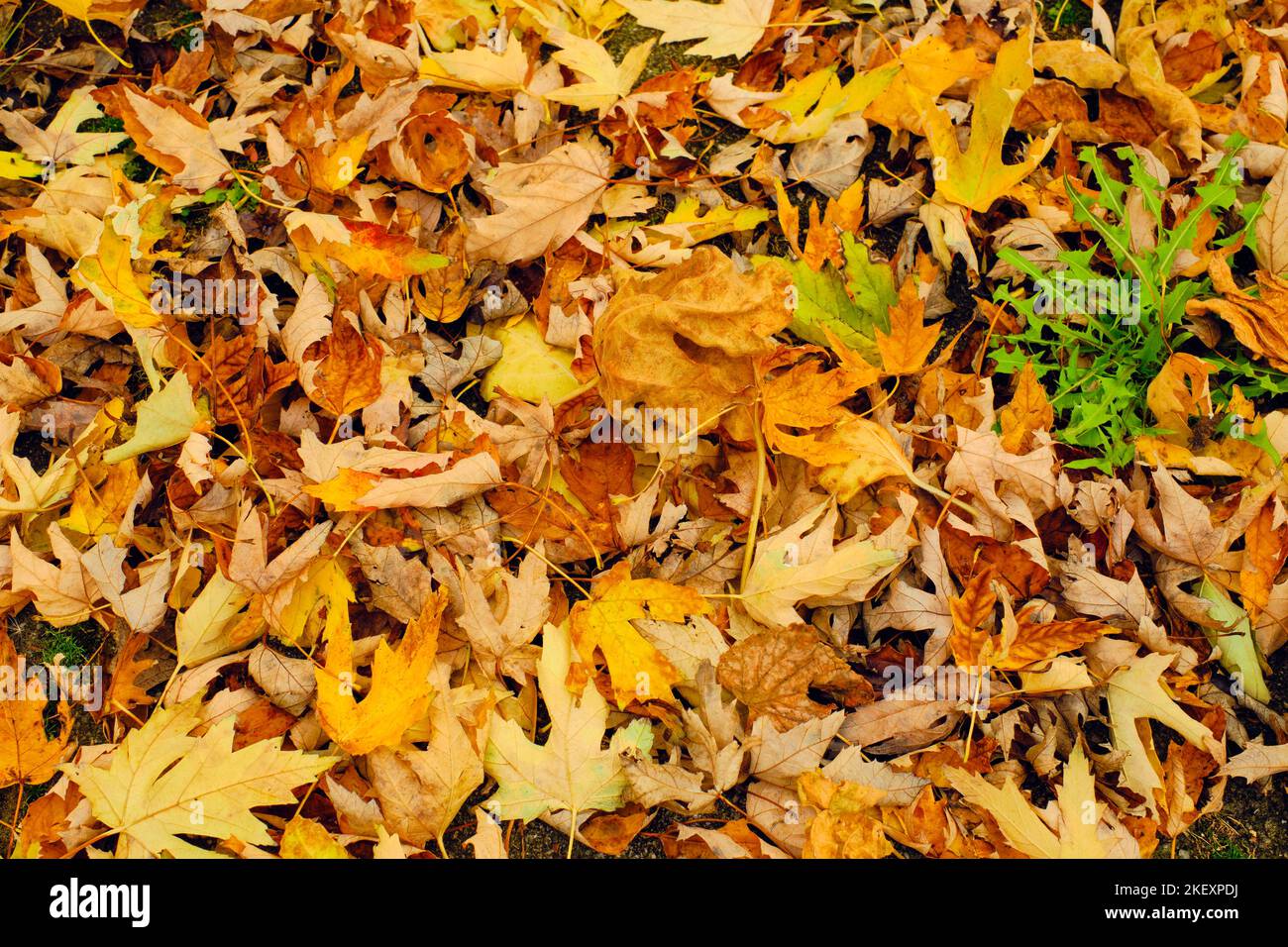 Brightly colored fall leaves lying on the ground in a colorful mat of ...