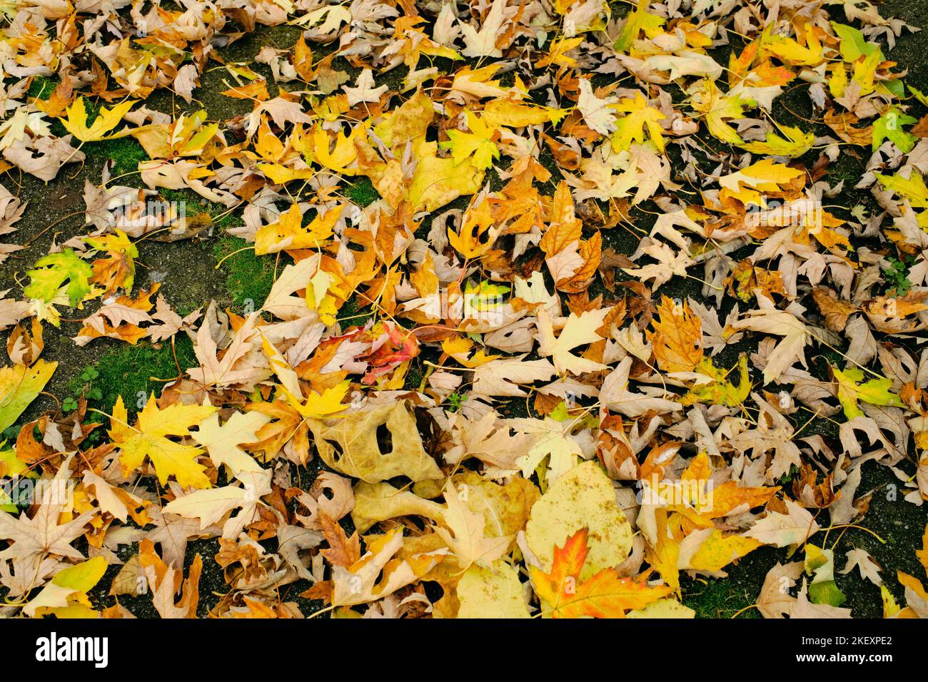 Brightly colored fall leaves lying on the ground in a colorful mat of ...