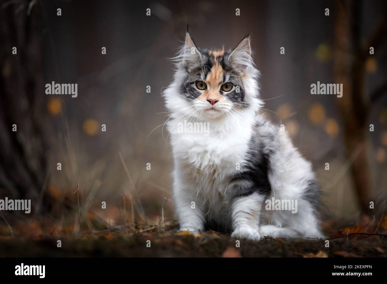 sitting Maine Coon Stock Photo - Alamy