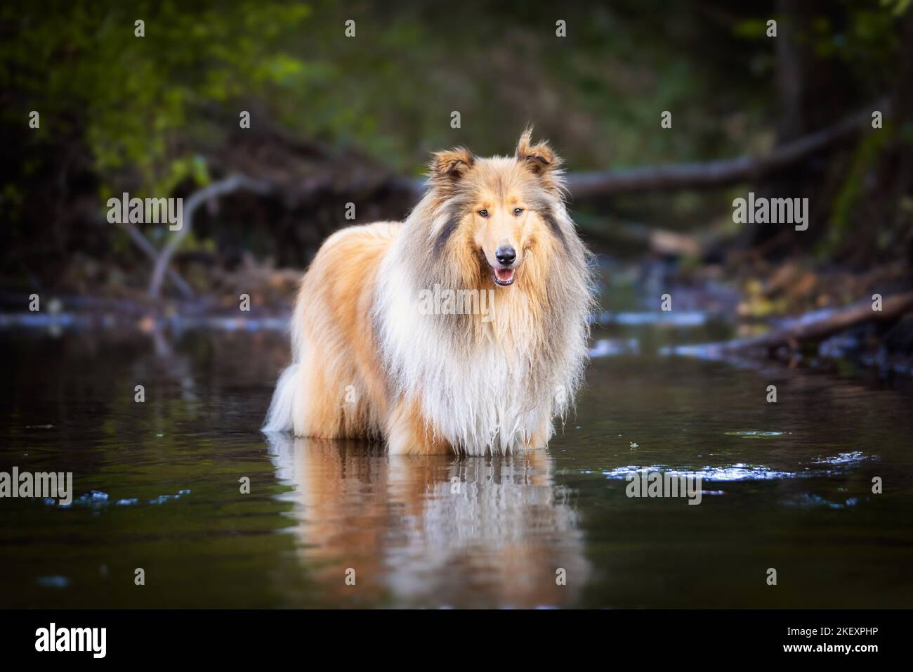 Bathing collie hi-res stock photography and images - Alamy