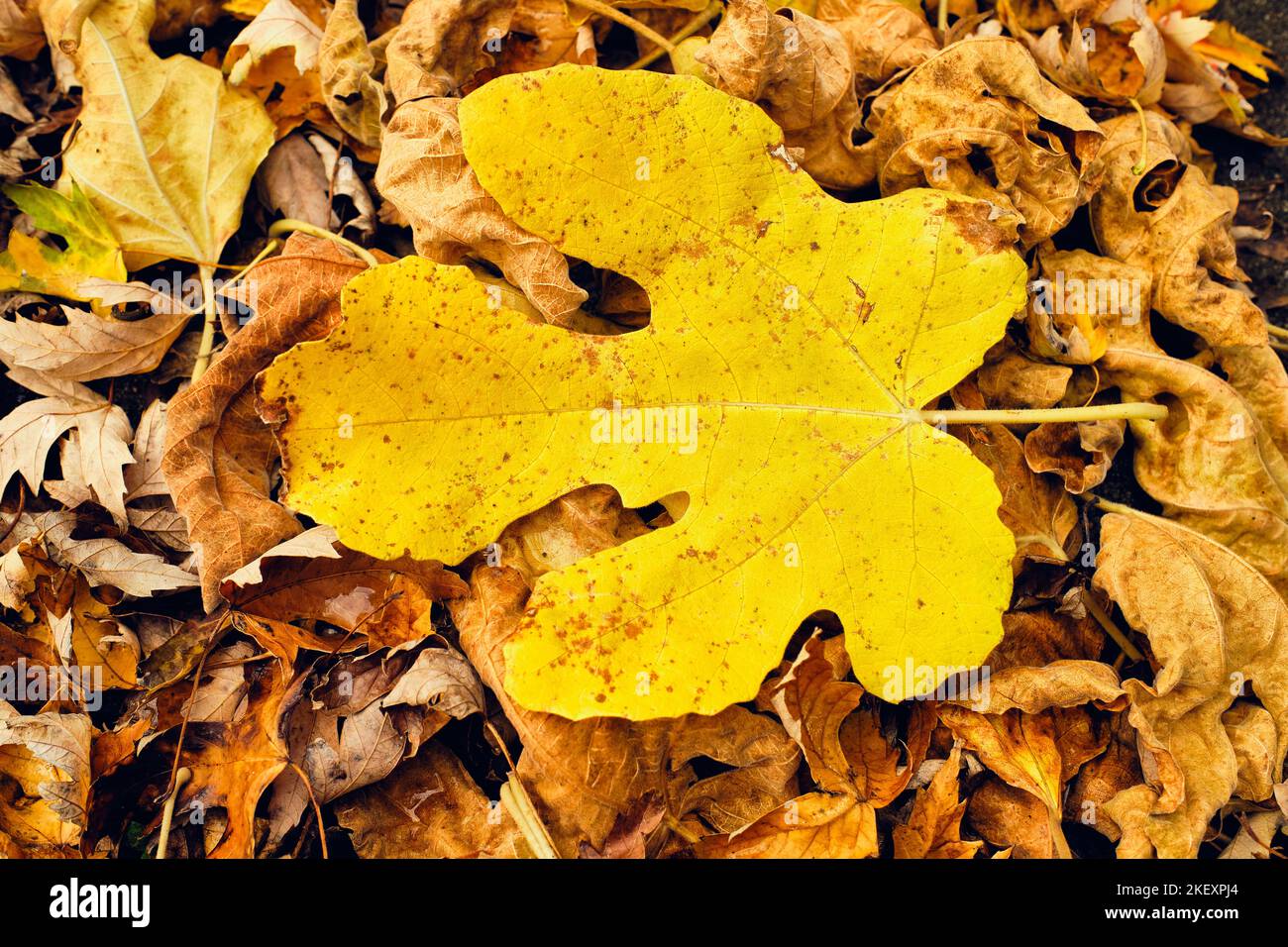 Brightly colored fall leaves lying on the ground in a colorful mat of ...