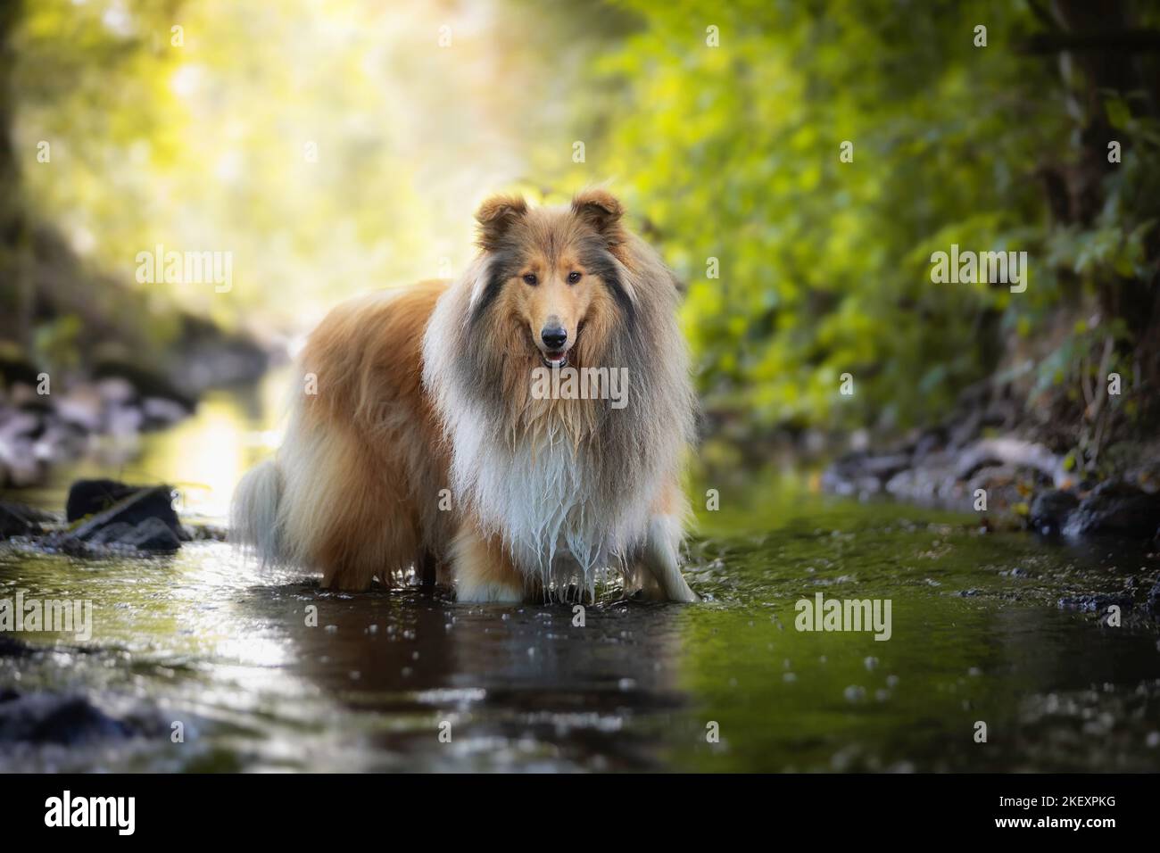 Bathing collie hi-res stock photography and images - Alamy