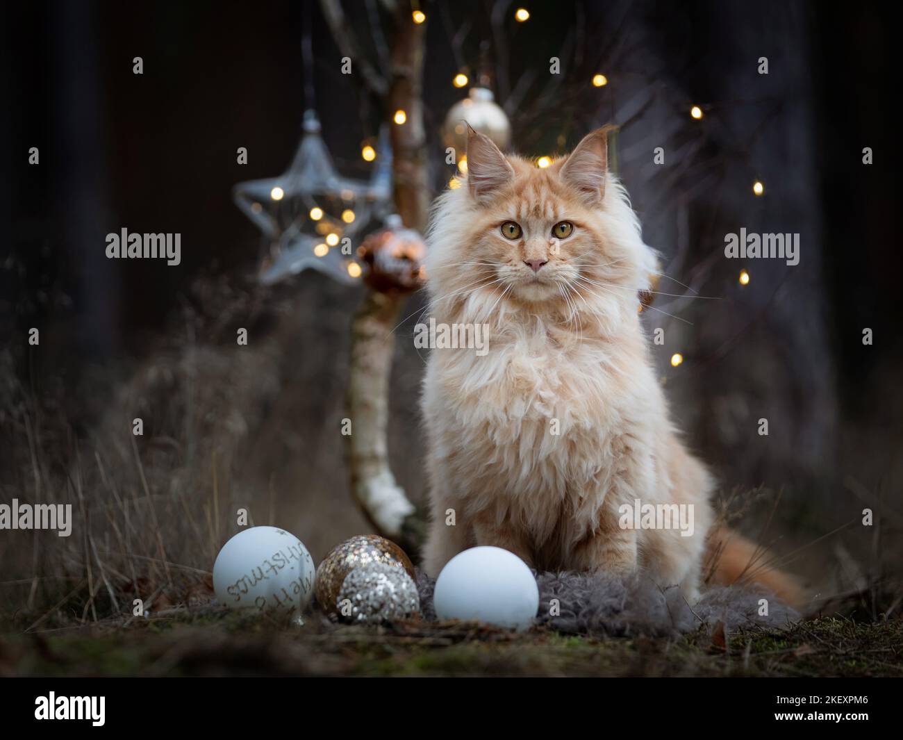 sitting Maine Coon Stock Photo - Alamy