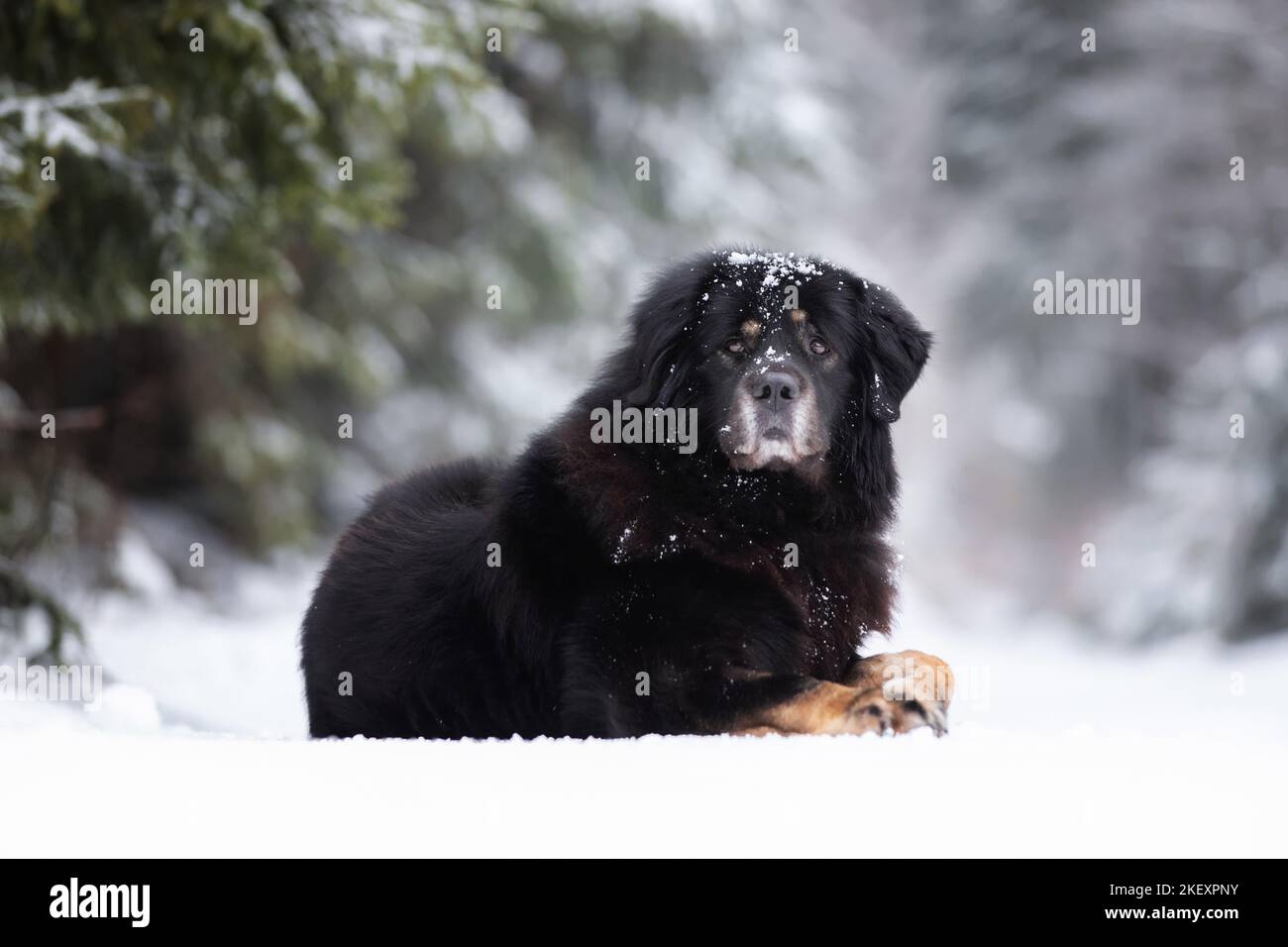 lying Do Khyi Stock Photo - Alamy