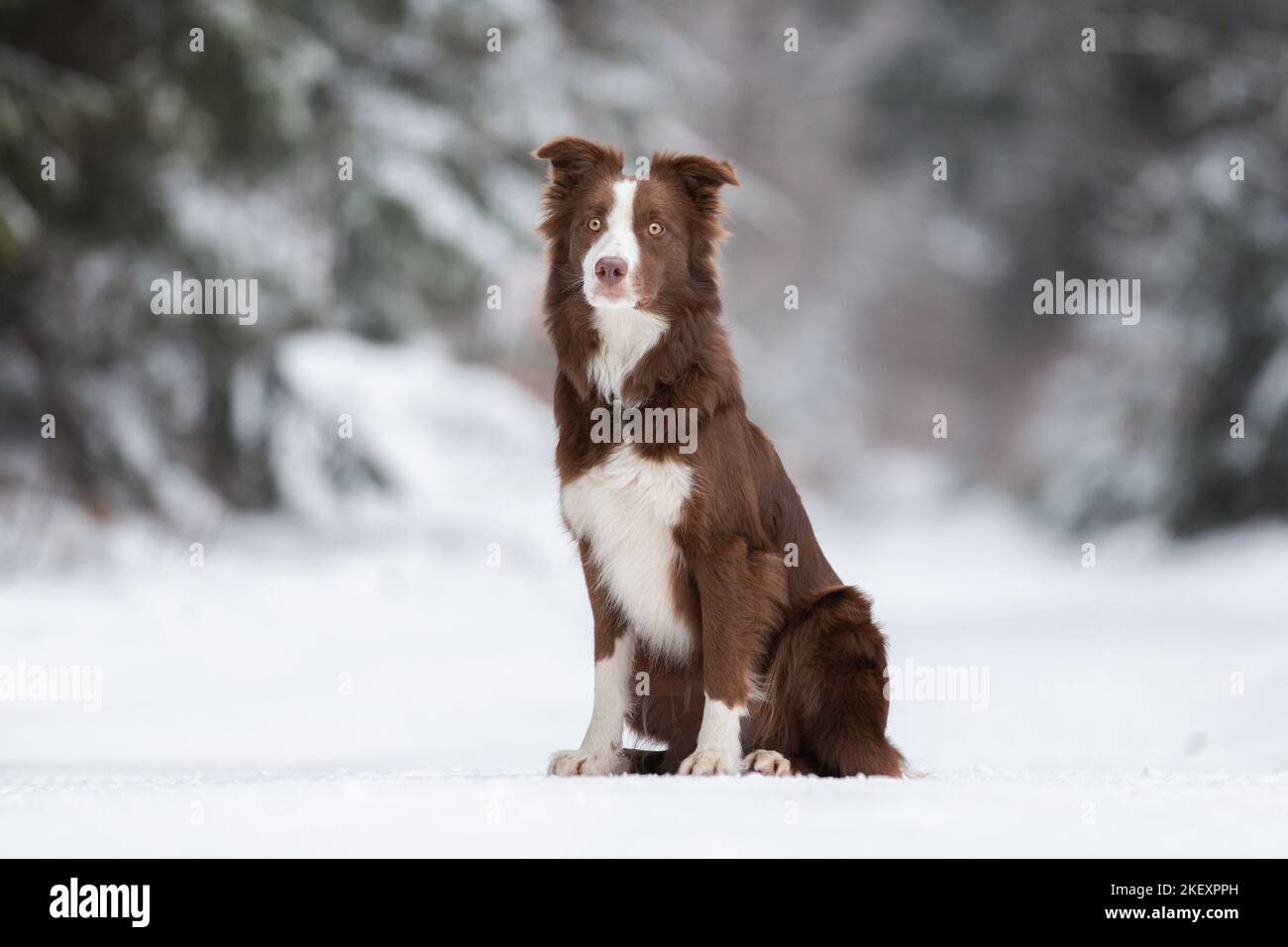 sitting Border Collie Stock Photo - Alamy
