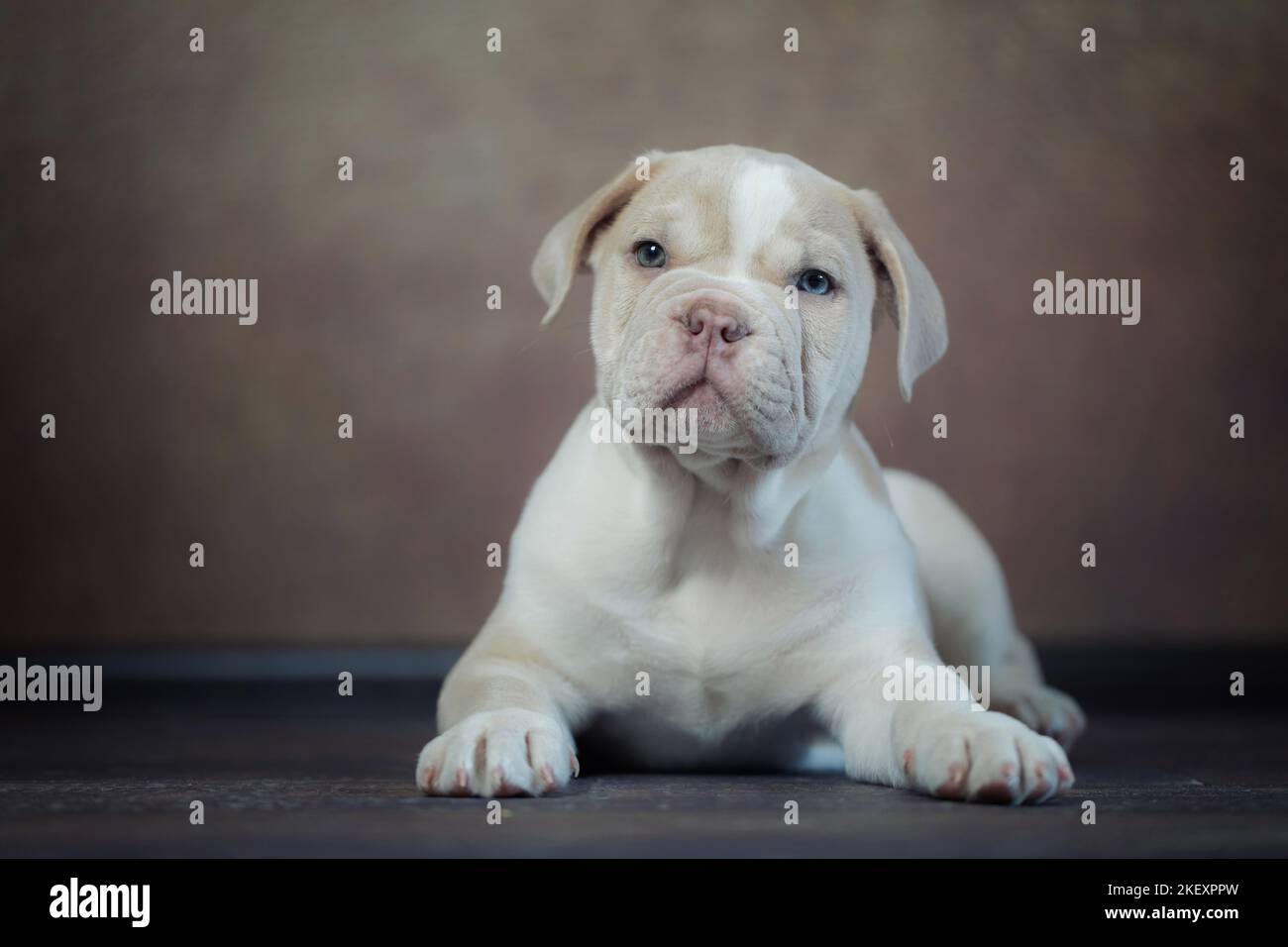 New English Bulldog Puppy Stock Photo - Alamy