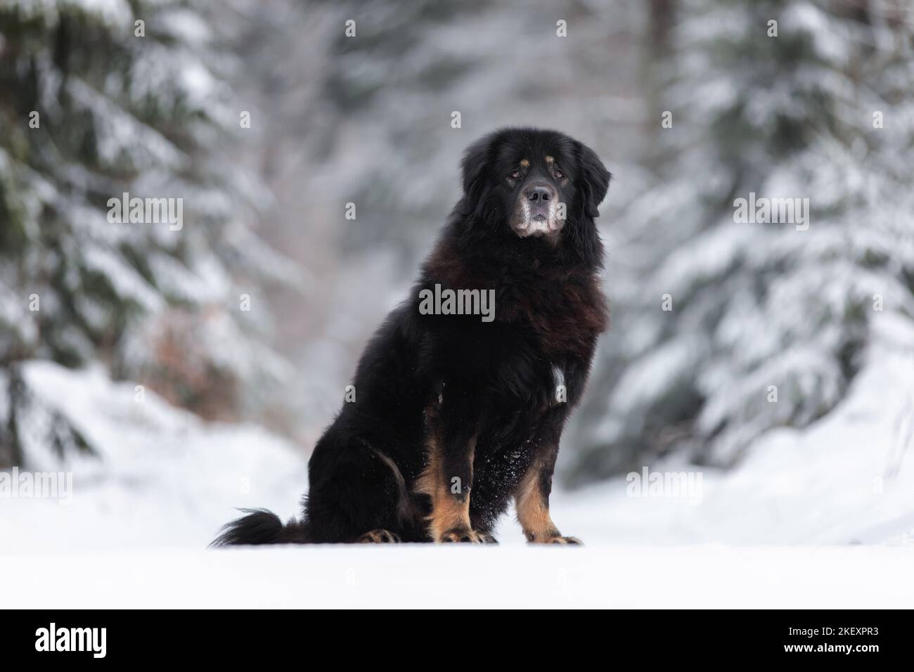 sitting Do Khyi Stock Photo - Alamy