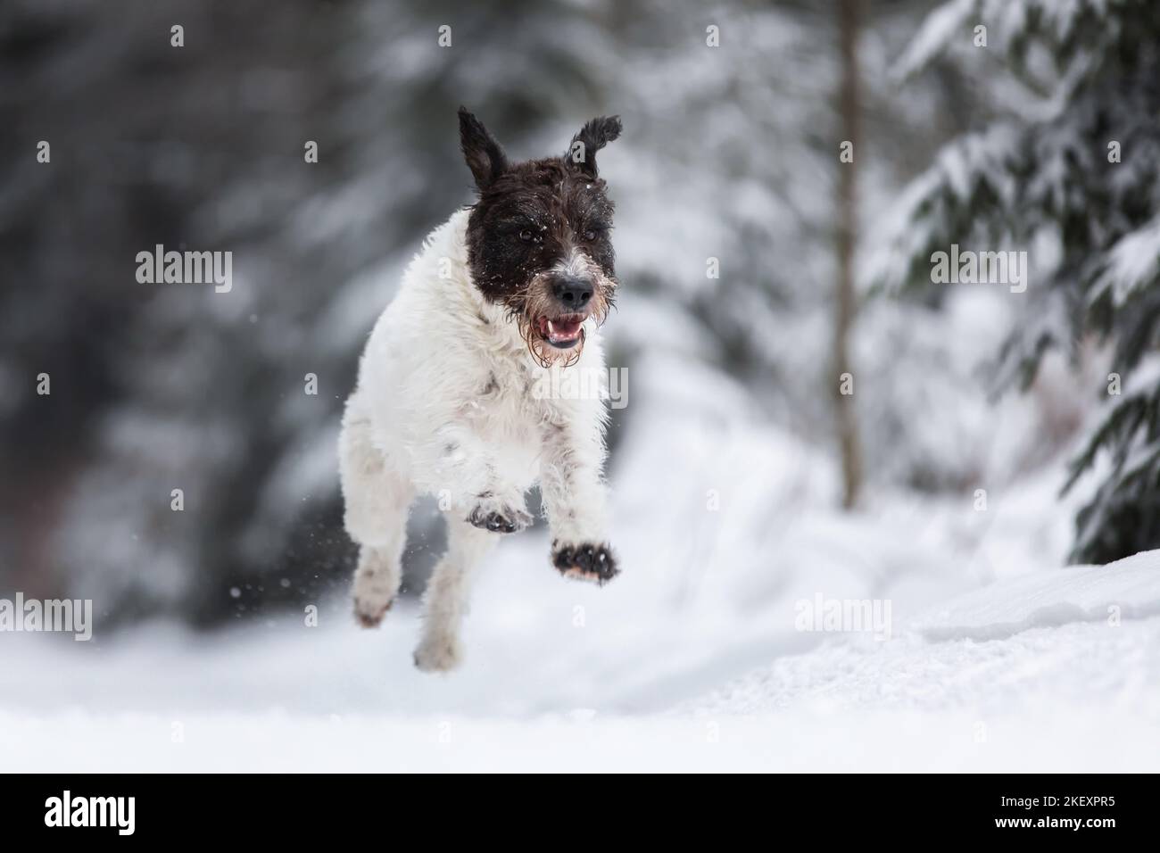 German pointer cross hi-res stock photography and images - Alamy