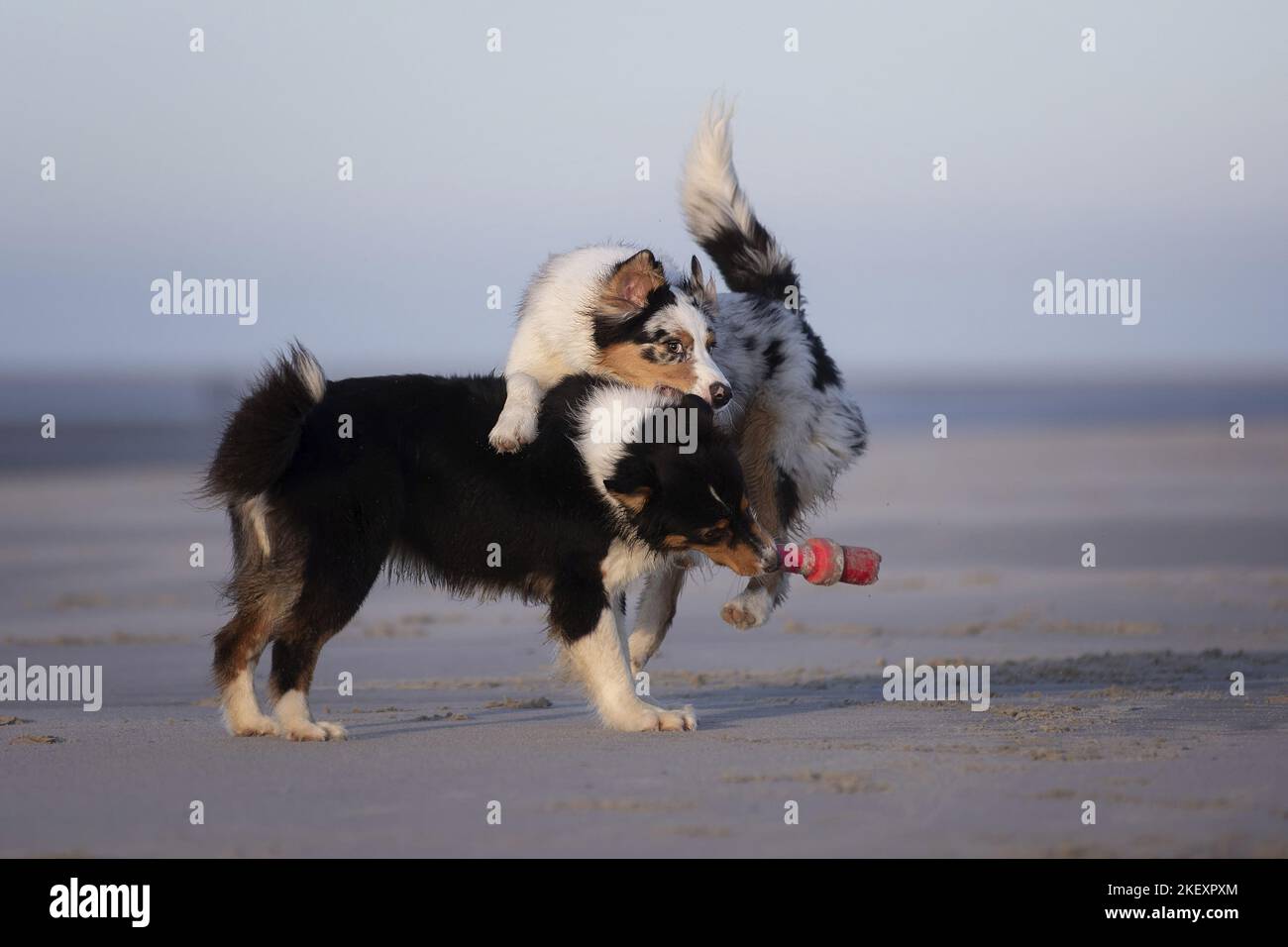 Australian Shepherds on the beach Stock Photo - Alamy