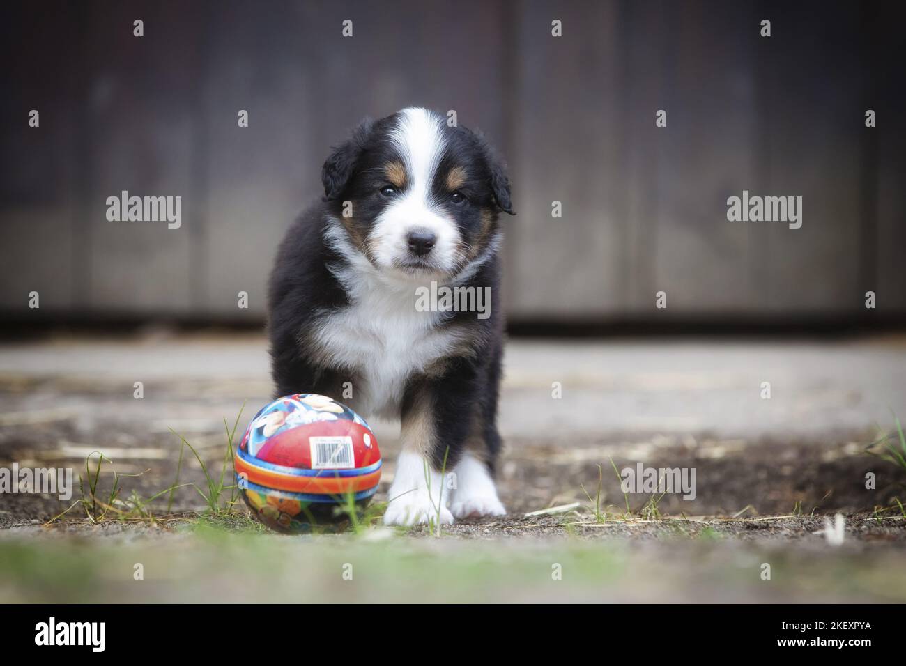 Australian Shepherd puppy Stock Photo - Alamy