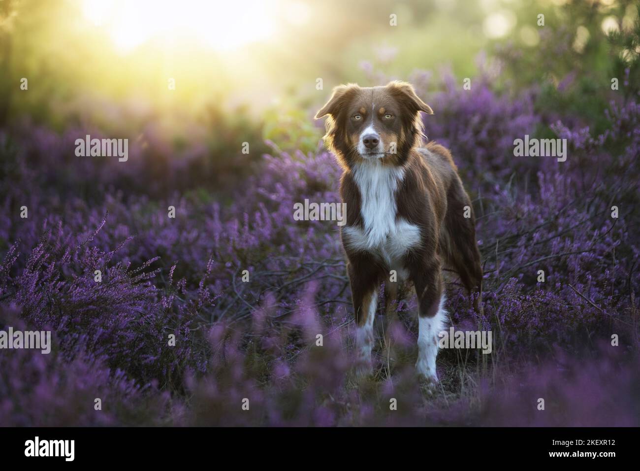 Australian Shepherd in the heath Stock Photo - Alamy