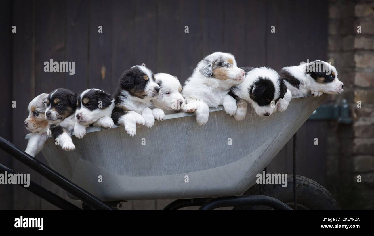8 eight puppies hi-res stock photography and images - Alamy