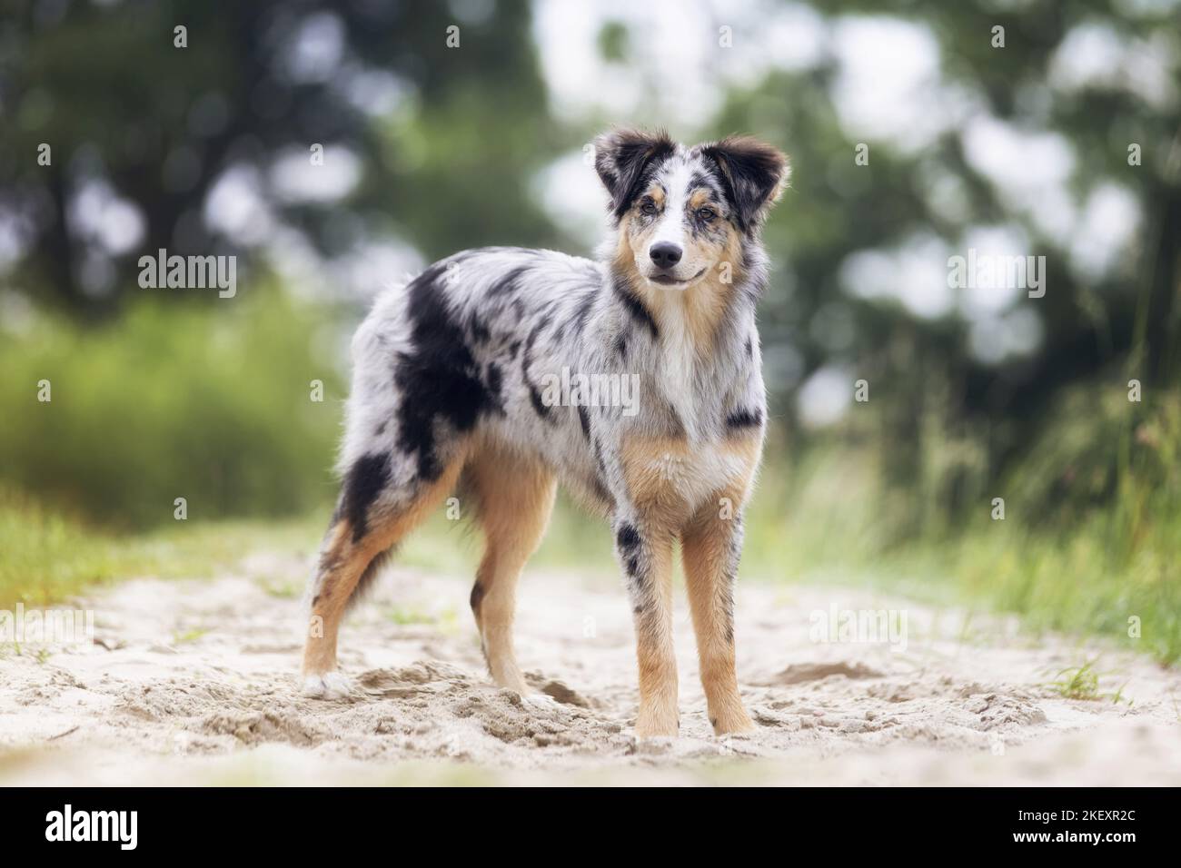 standing Australian Shepherd Stock Photo - Alamy