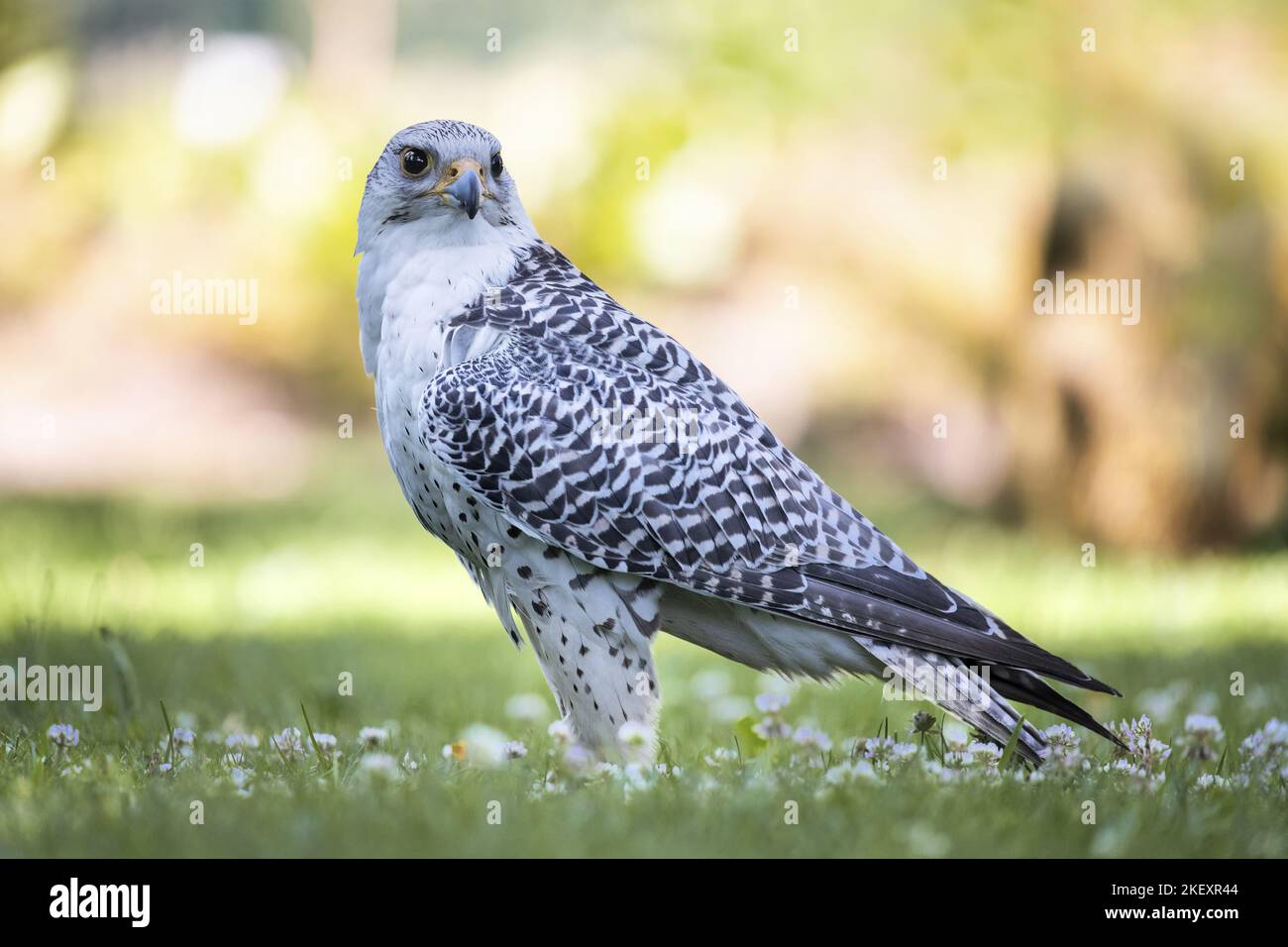 Bicolored hawk hi-res stock photography and images - Alamy