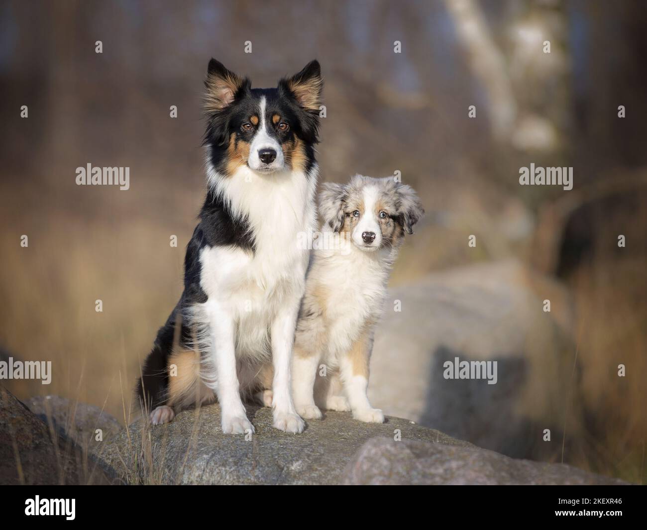 Border Collie with Miniature Australian Shepherd Stock Photo - Alamy
