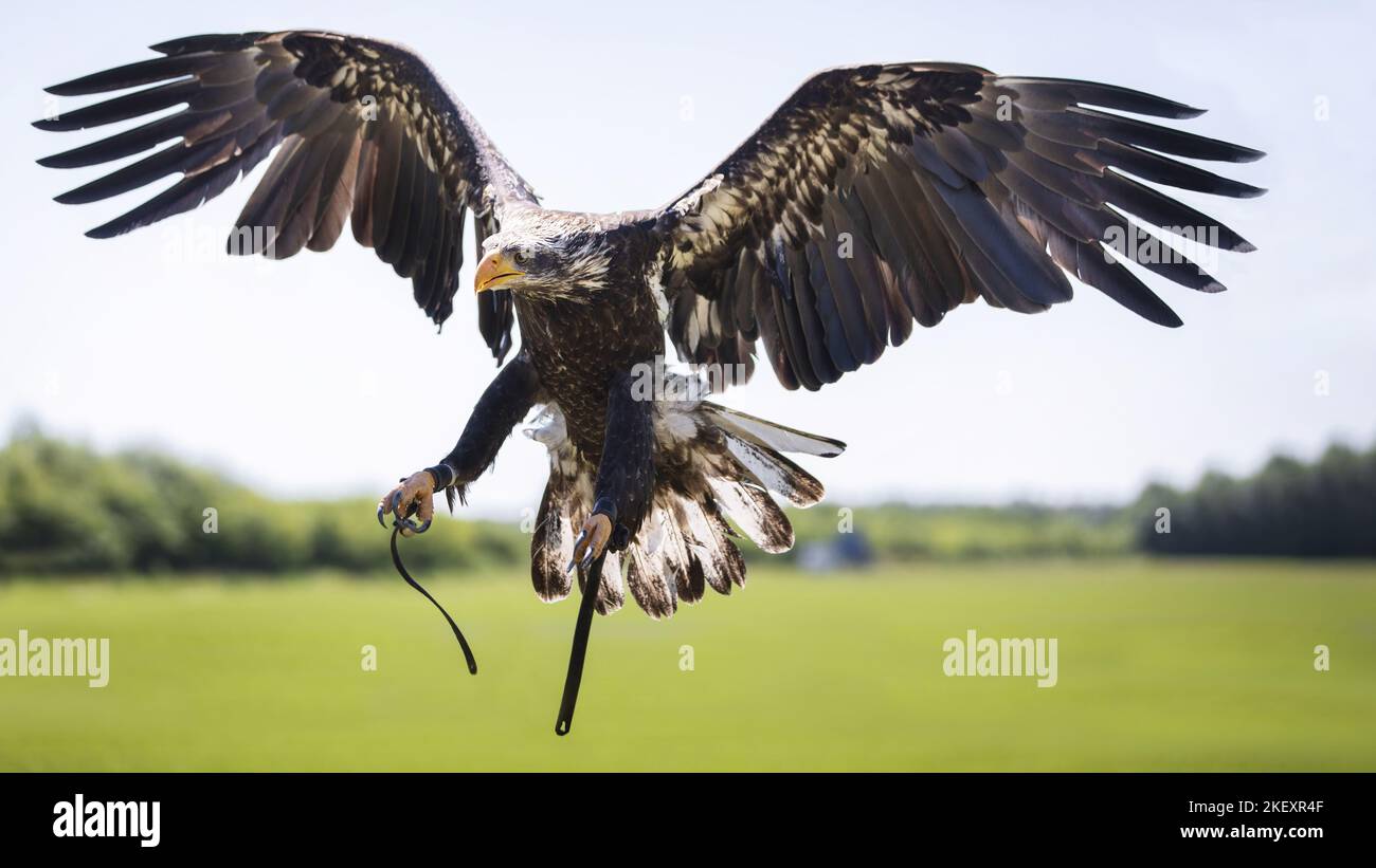 flying White-tailed Sea Eagle Stock Photo - Alamy
