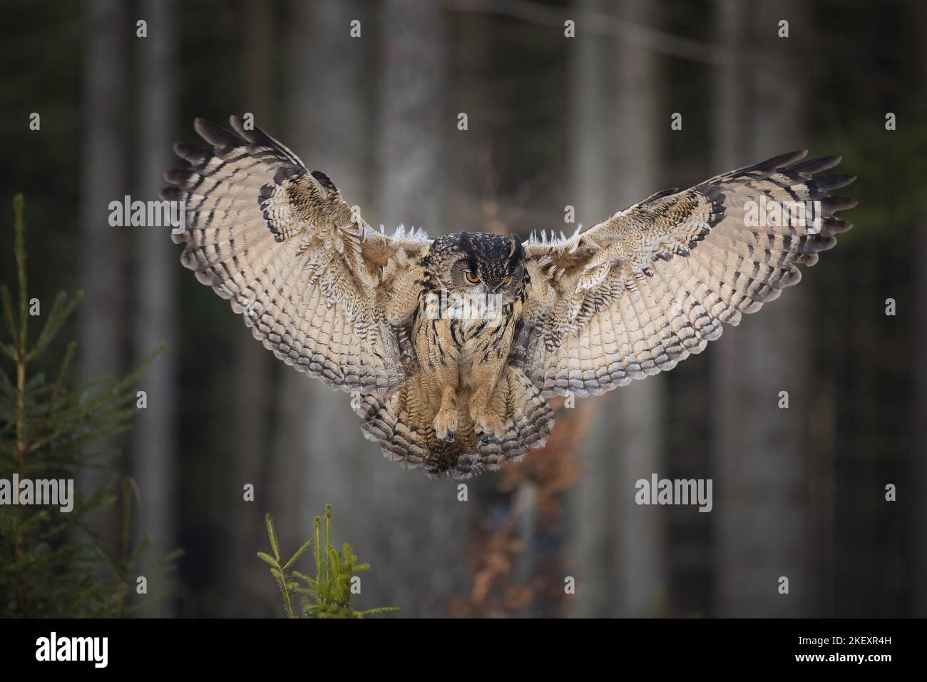 flying Eurasian Eagle Owl Stock Photo - Alamy