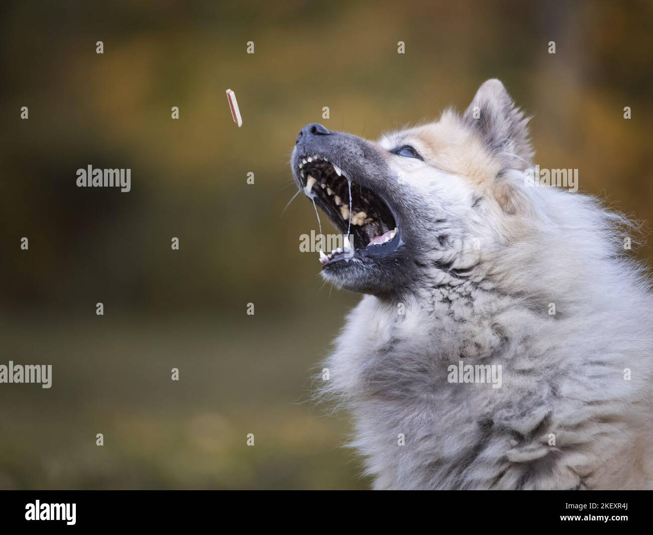 Eurasian Dog portrait Stock Photo - Alamy