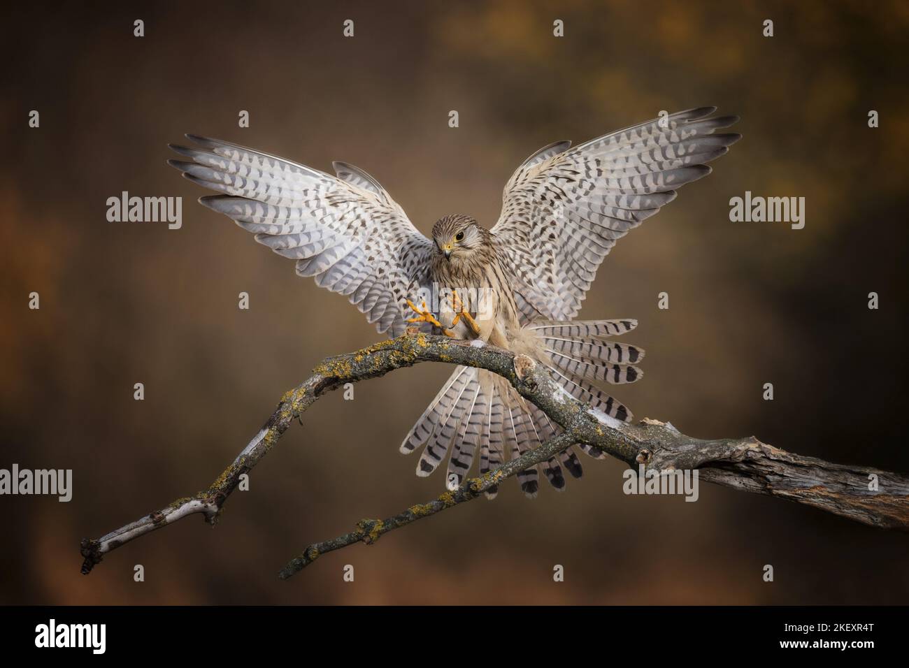 Kestrels landing hi-res stock photography and images - Alamy