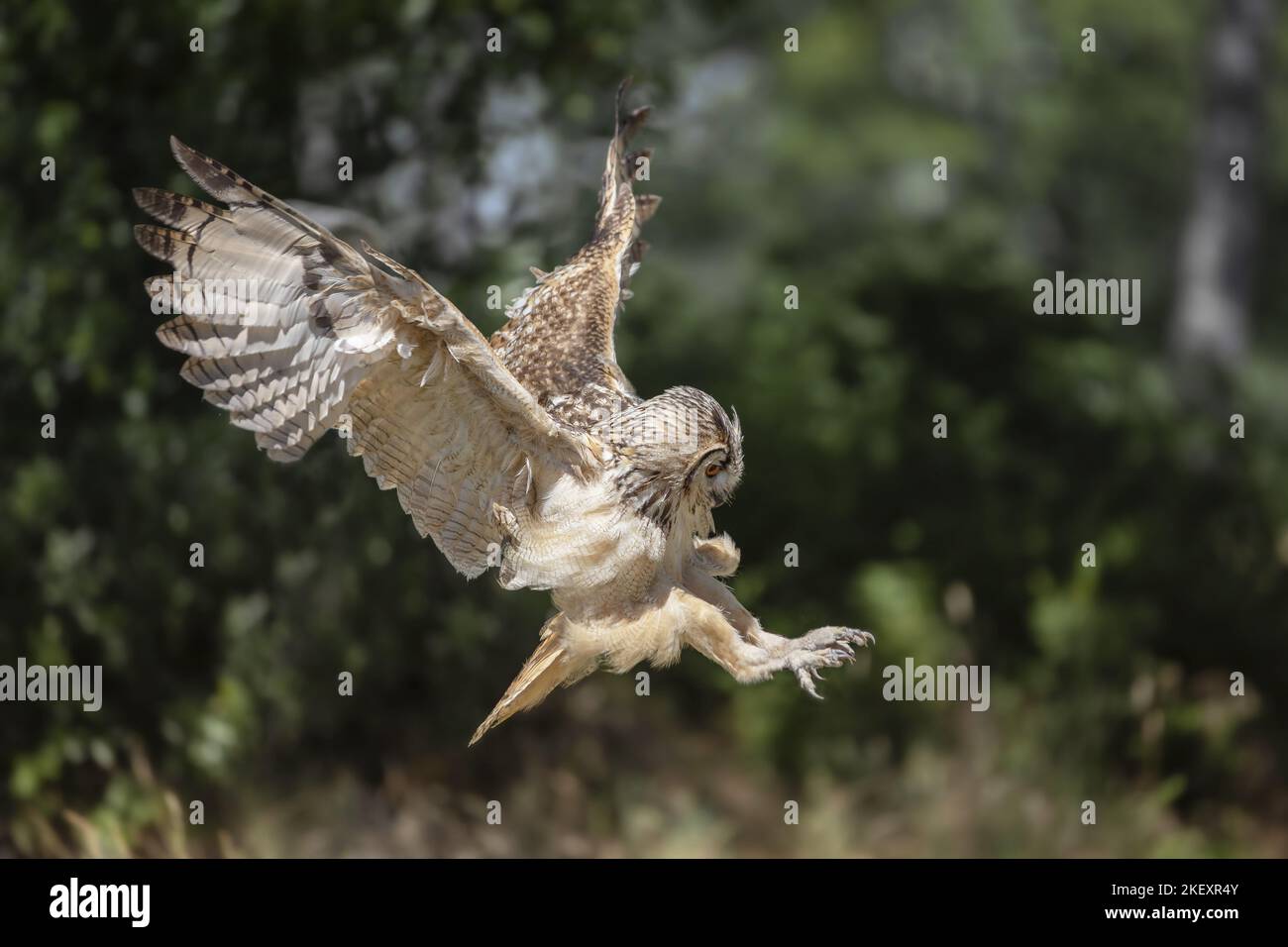 flying Indian Eagle-Owl Stock Photo - Alamy