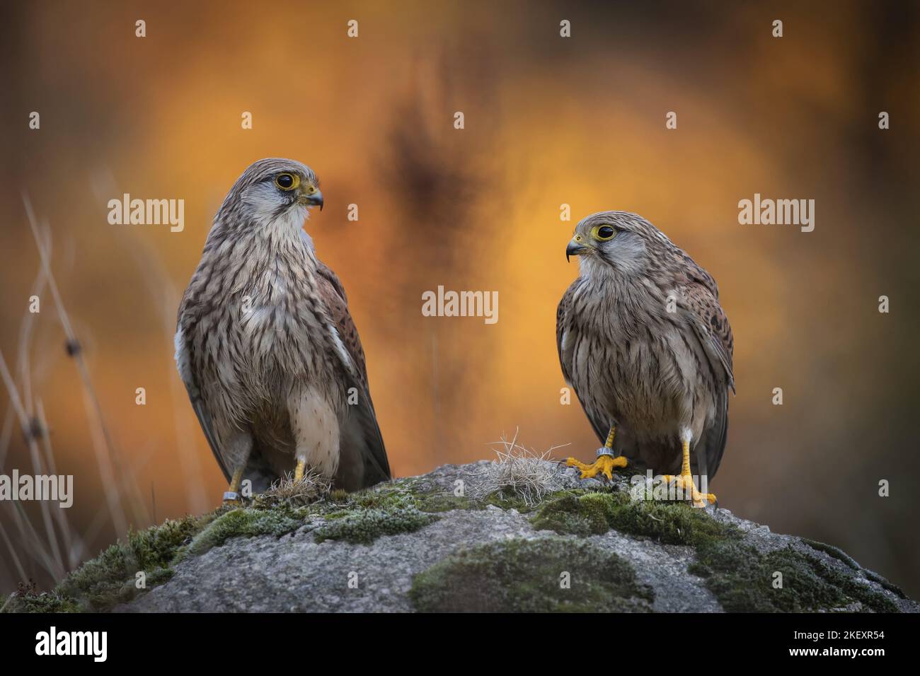 2 kestrels hi-res stock photography and images - Alamy