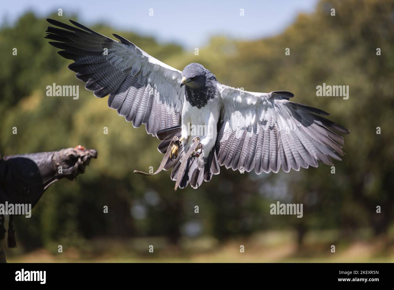 Black people wildlife hands hi-res stock photography and images - Alamy