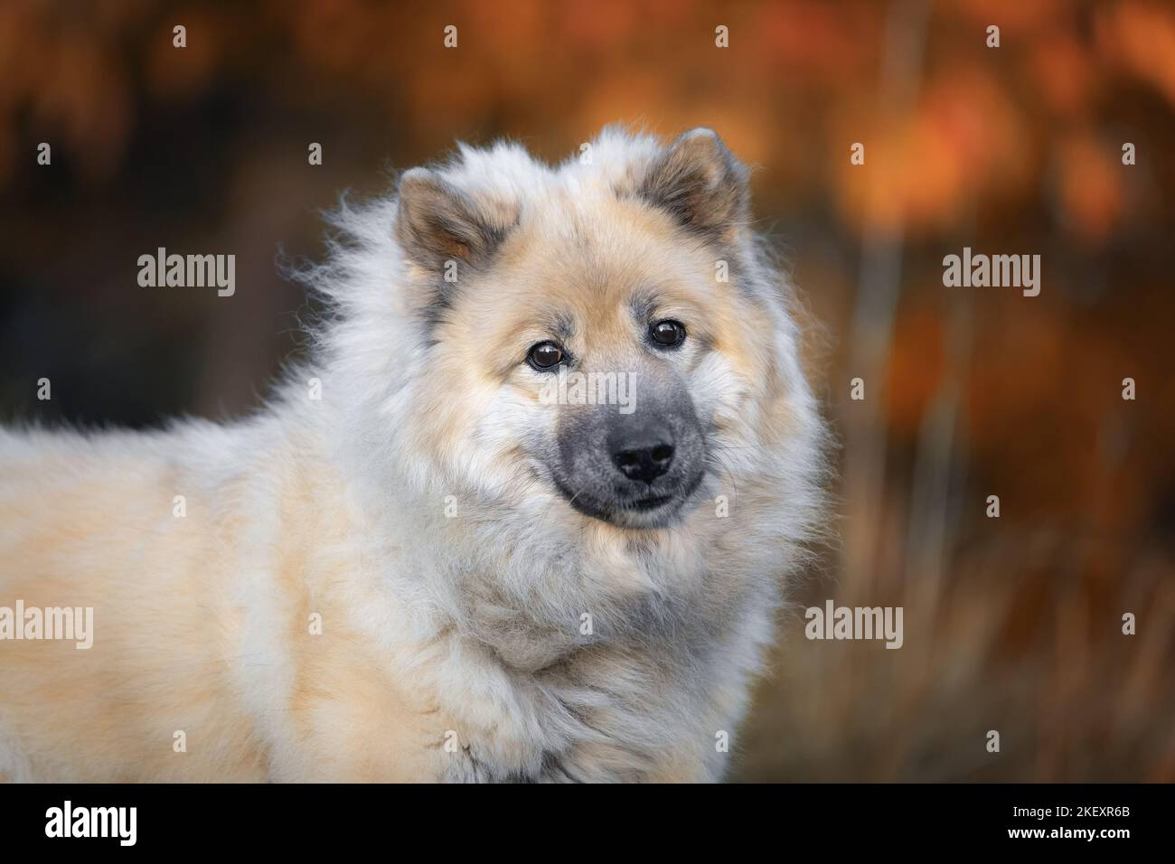Eurasian Dog portrait Stock Photo - Alamy