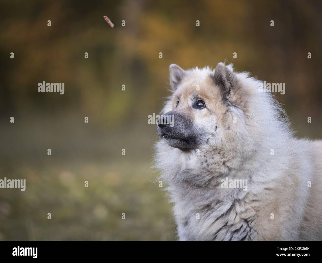 Eurasian Dog portrait Stock Photo - Alamy