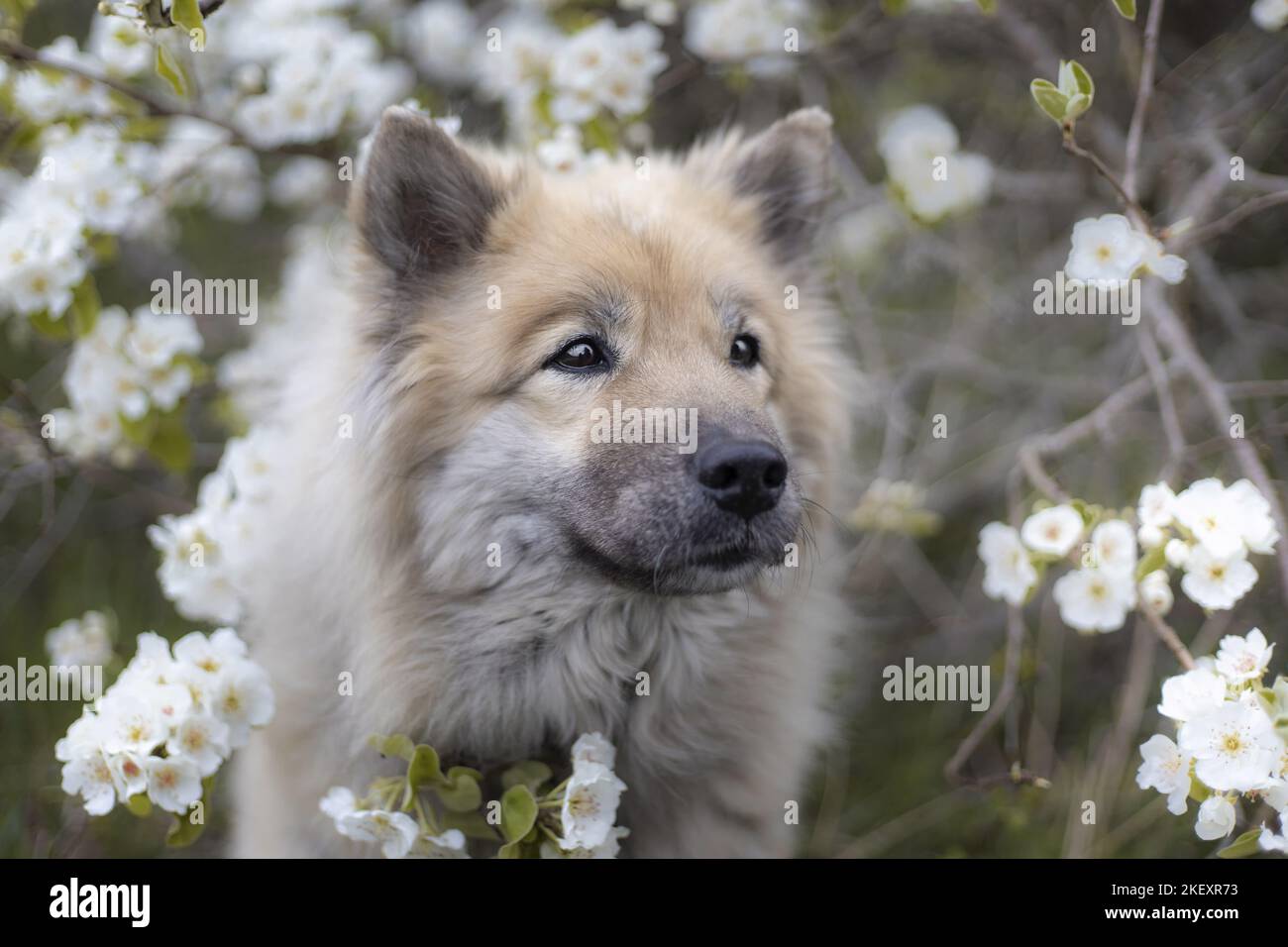 Eurasian Dog portrait Stock Photo - Alamy