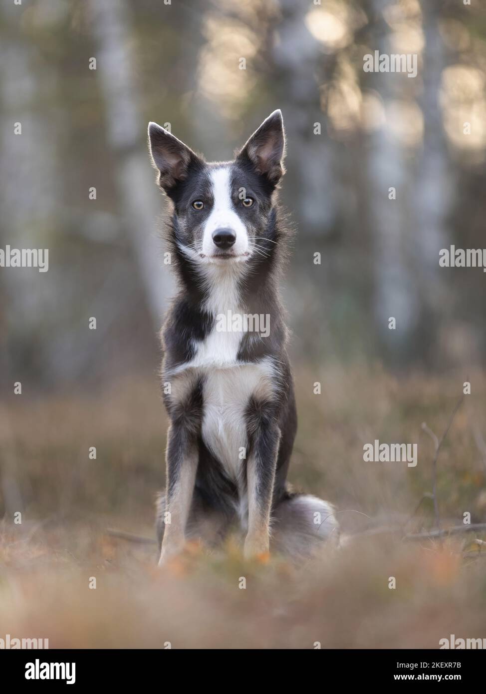 sitting Border Collie Stock Photo - Alamy