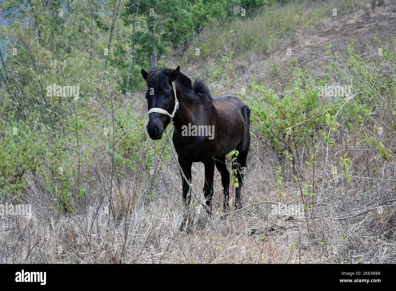 East cavalry field hi-res stock photography and images - Alamy