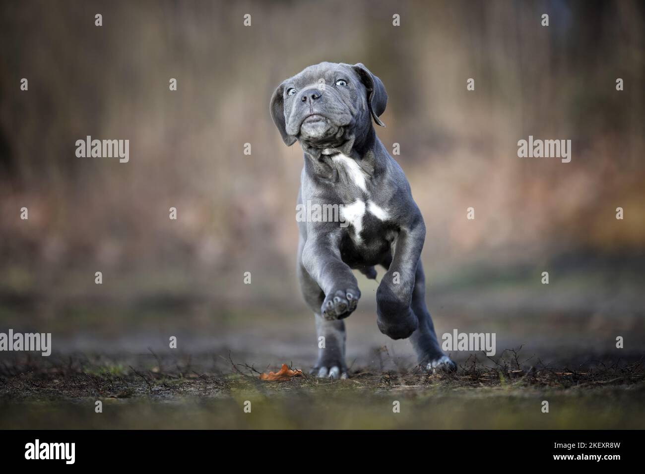 running Cane Corso Puppy Stock Photo - Alamy