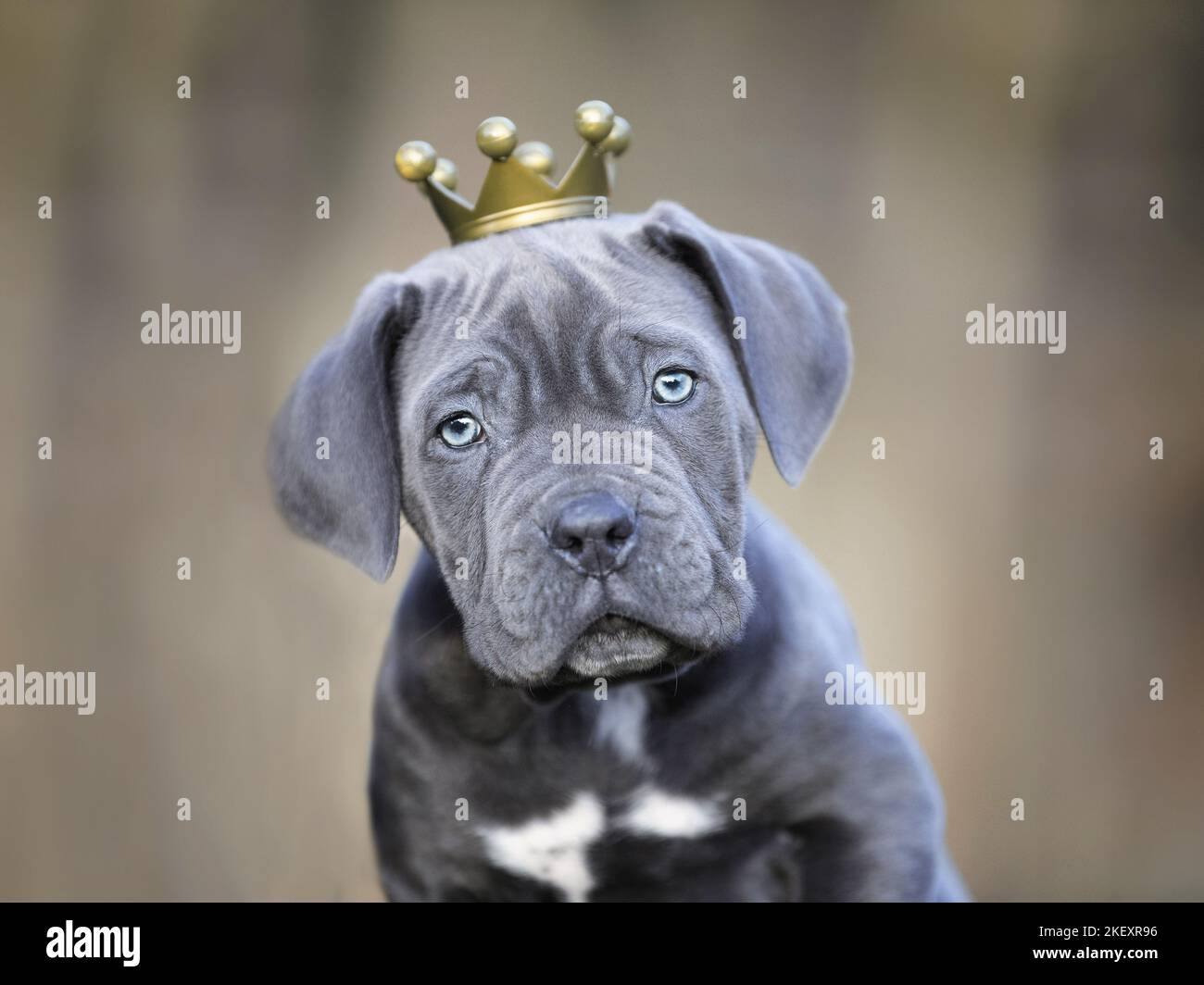Cane Corso Puppy portrait Stock Photo - Alamy
