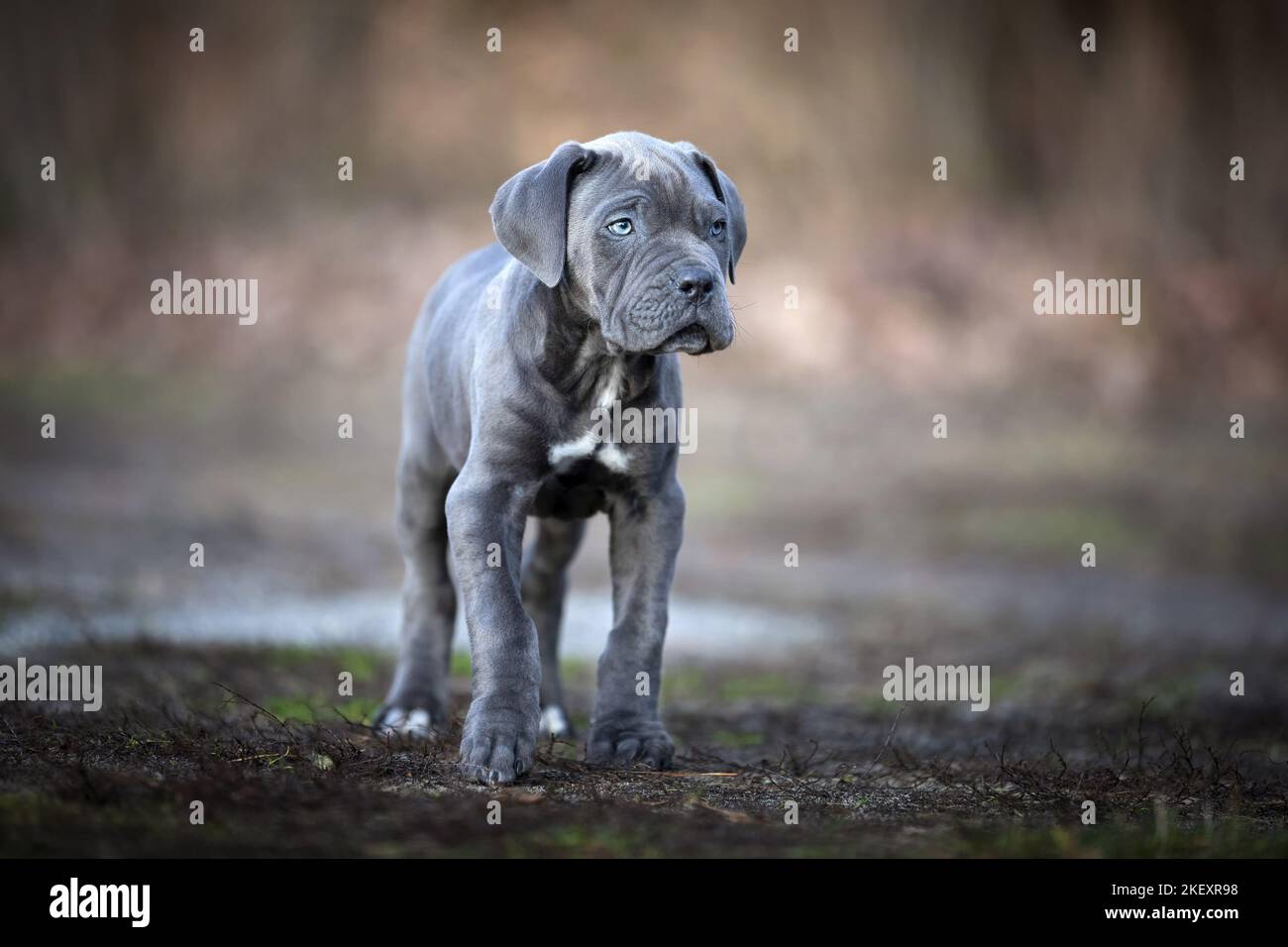 standing Cane Corso Puppy Stock Photo - Alamy
