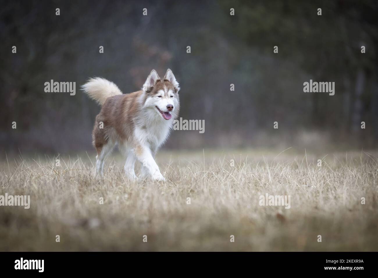 walking Siberian Husky Stock Photo - Alamy